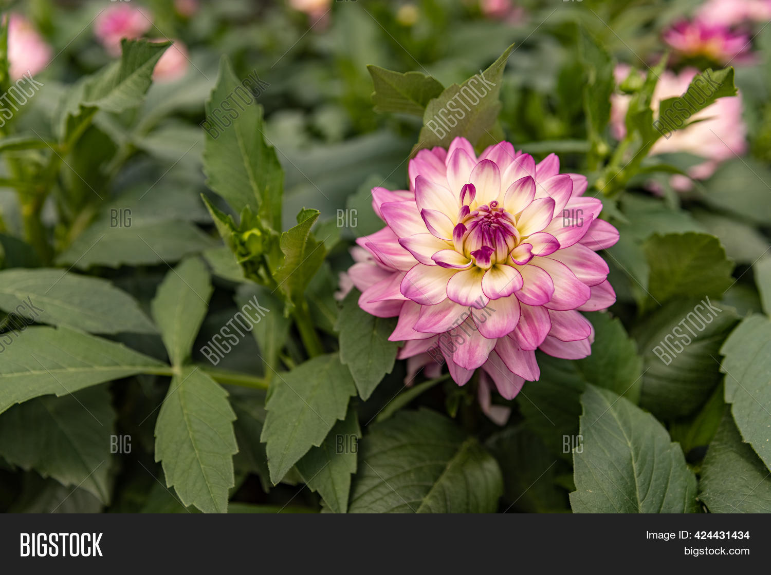 Beautiful Pink Dahlia Image & Photo (Free Trial) | Bigstock