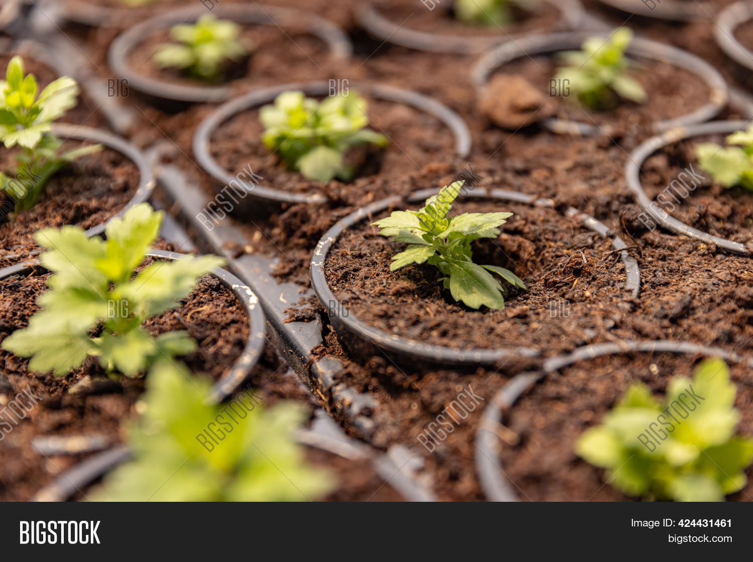 Young Plants Growing Image & Photo (Free Trial) | Bigstock