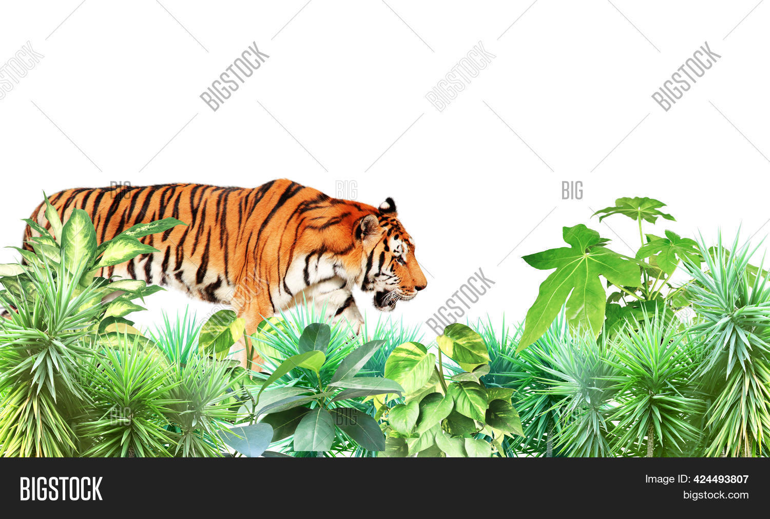 Photo Frame Tiger Online at Willy Booth blog