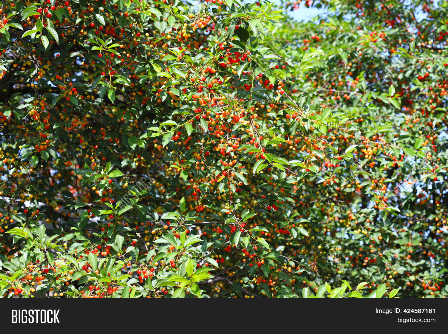 Cherry Trees Full Image & Photo (Free Trial) | Bigstock