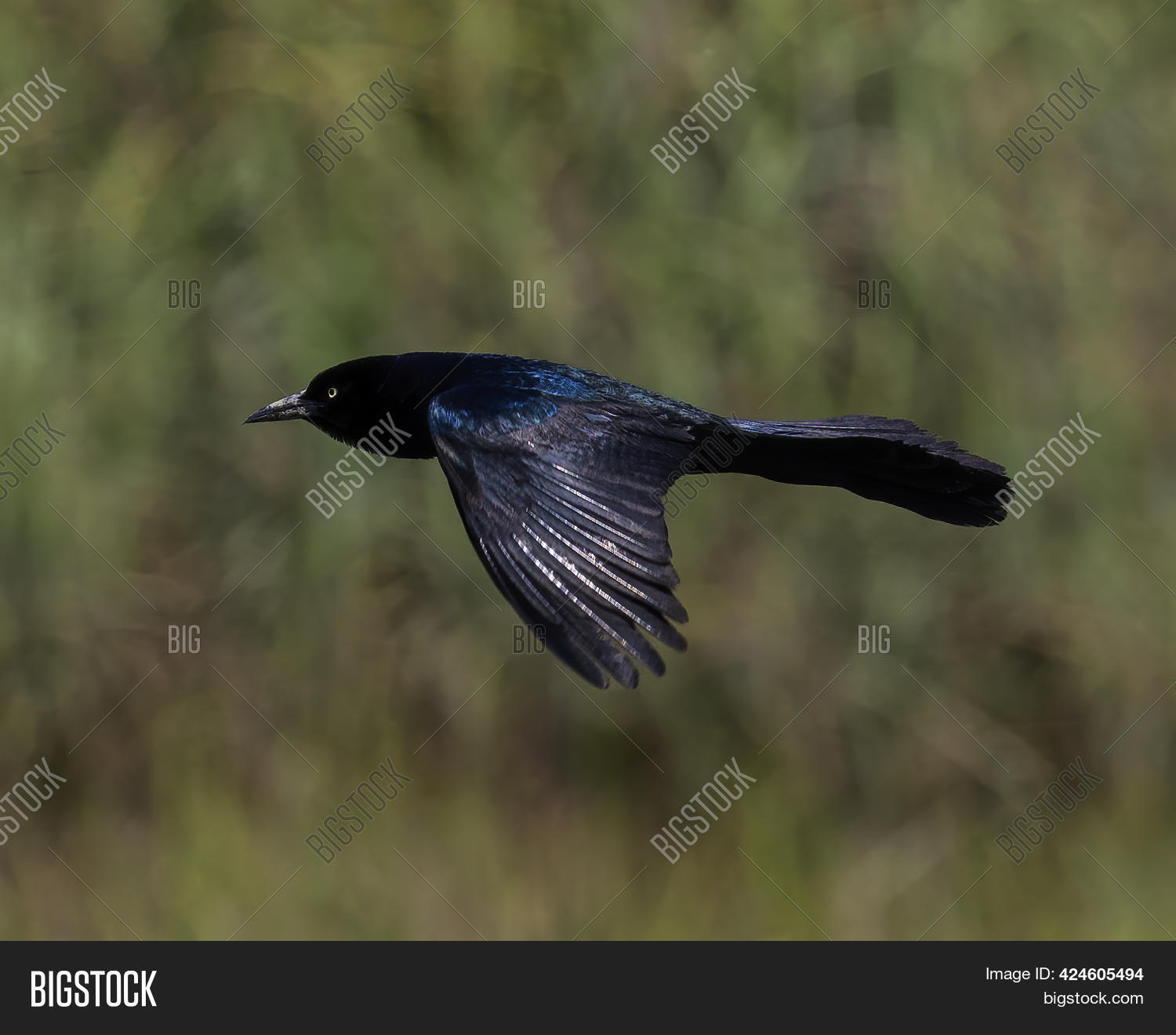 Grackle Flying