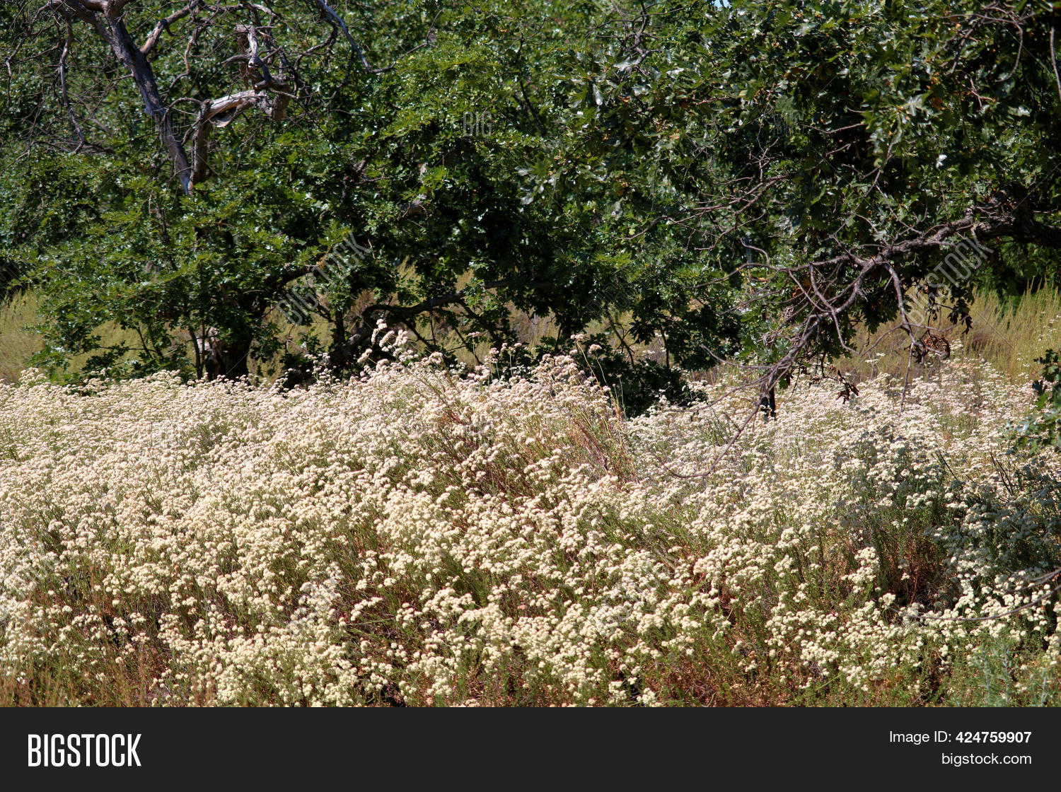 Buckwheat Plant Flower Image & Photo (Free Trial) | Bigstock
