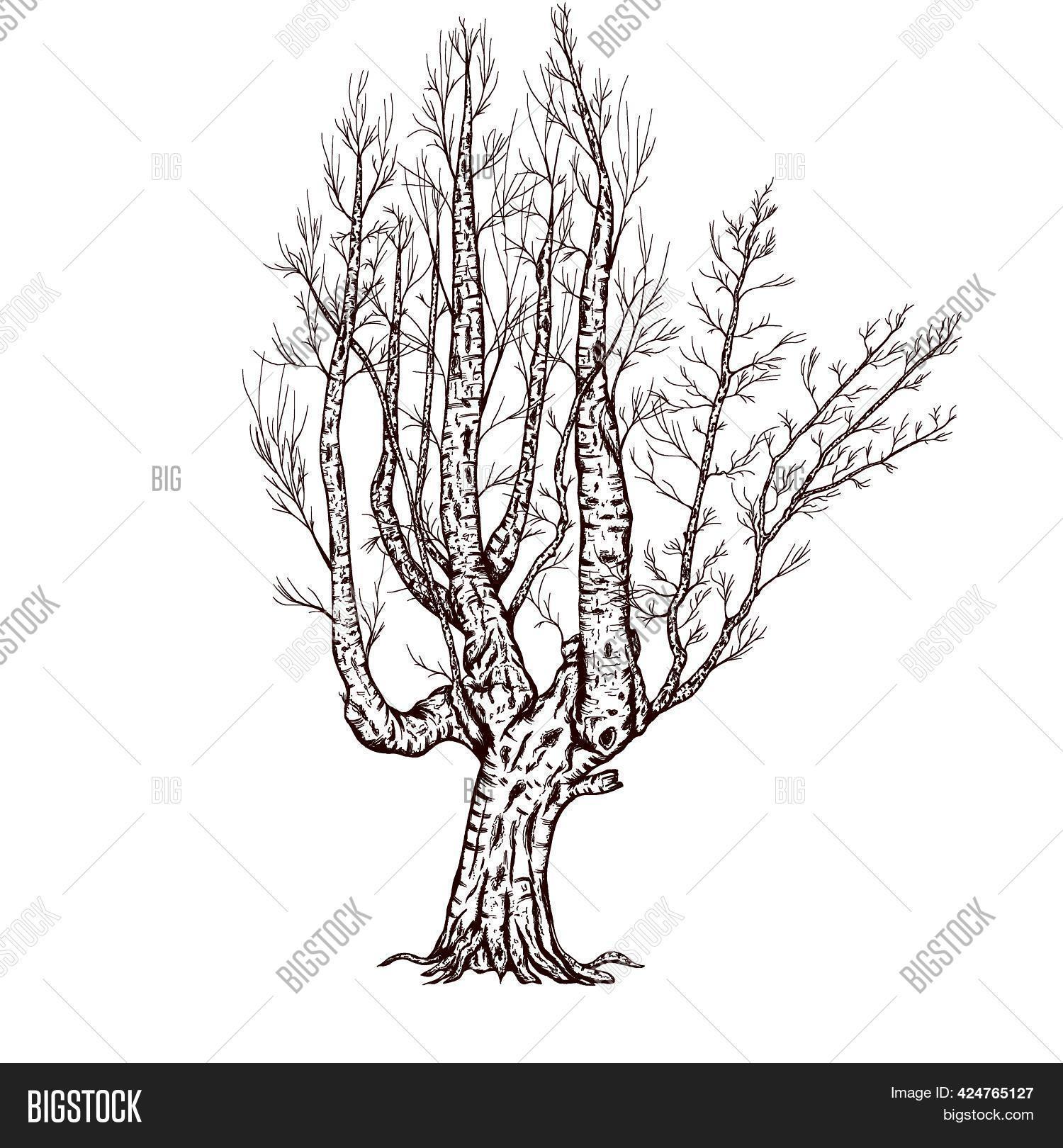 Leaves Falling From Tree Drawing