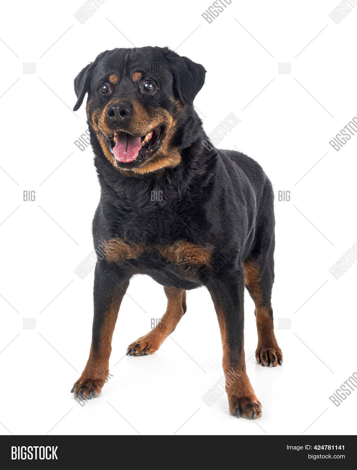 Purebred Rottweiler Image & Photo (Free Trial) | Bigstock