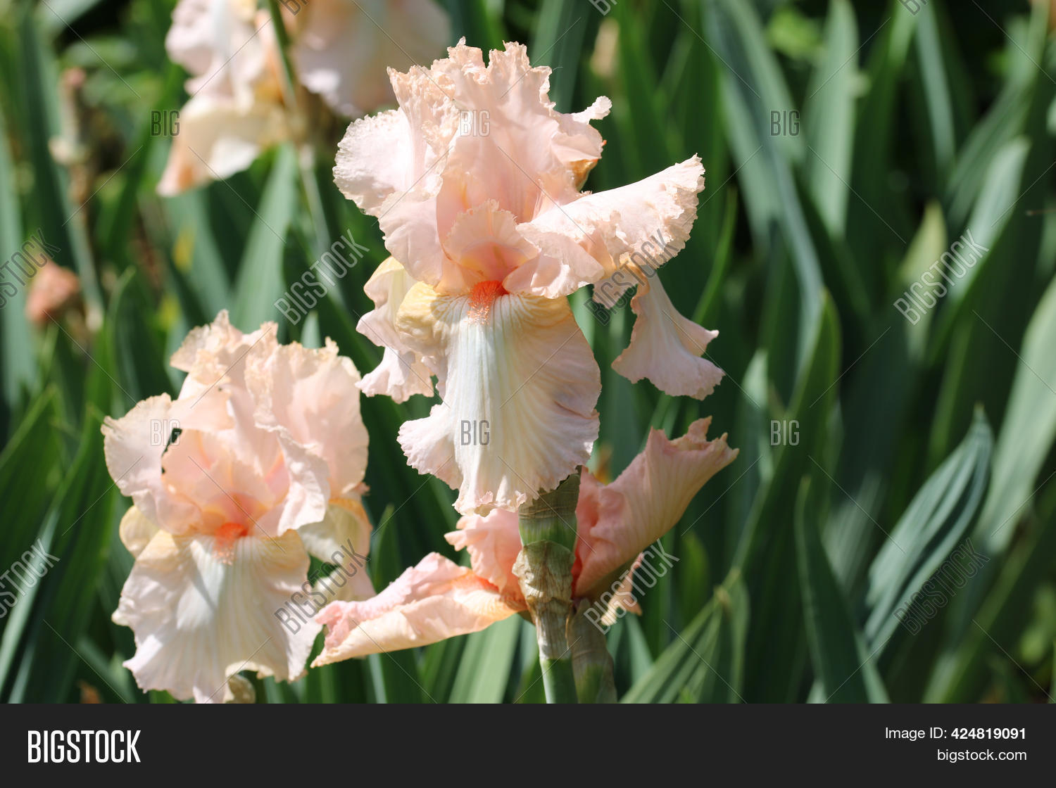 Pink Bearded Iris Image & Photo (Free Trial) | Bigstock