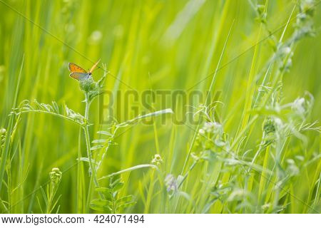 Small Copper, Lycaena Image & Photo (Free Trial) | Bigstock
