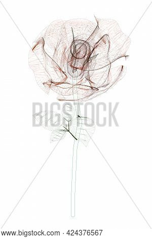 Rose Wireframe Vector & Photo (Free Trial) | Bigstock