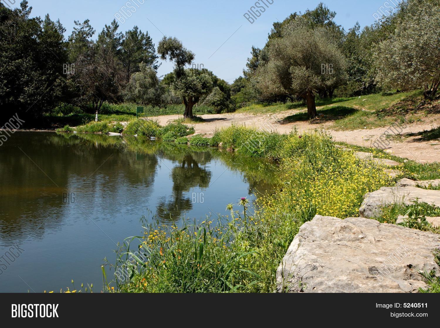 Pond Bank Landscape Image & Photo (Free Trial) | Bigstock