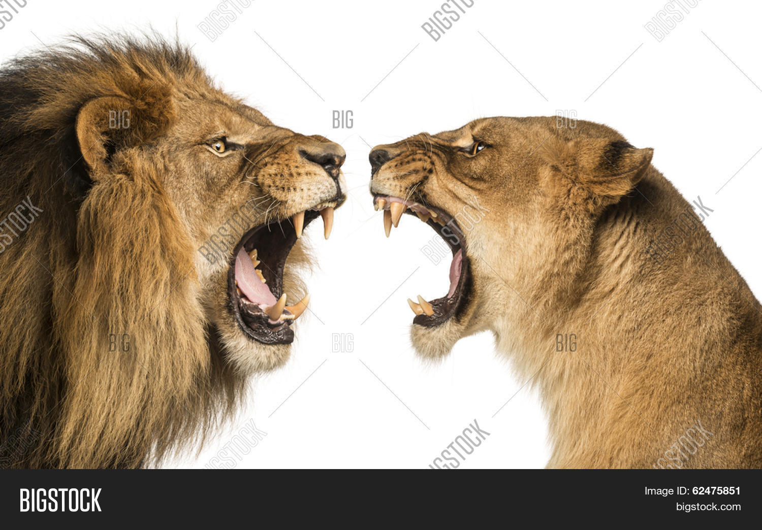 Close- Lion Lioness Image & Photo (Free Trial) | Bigstock