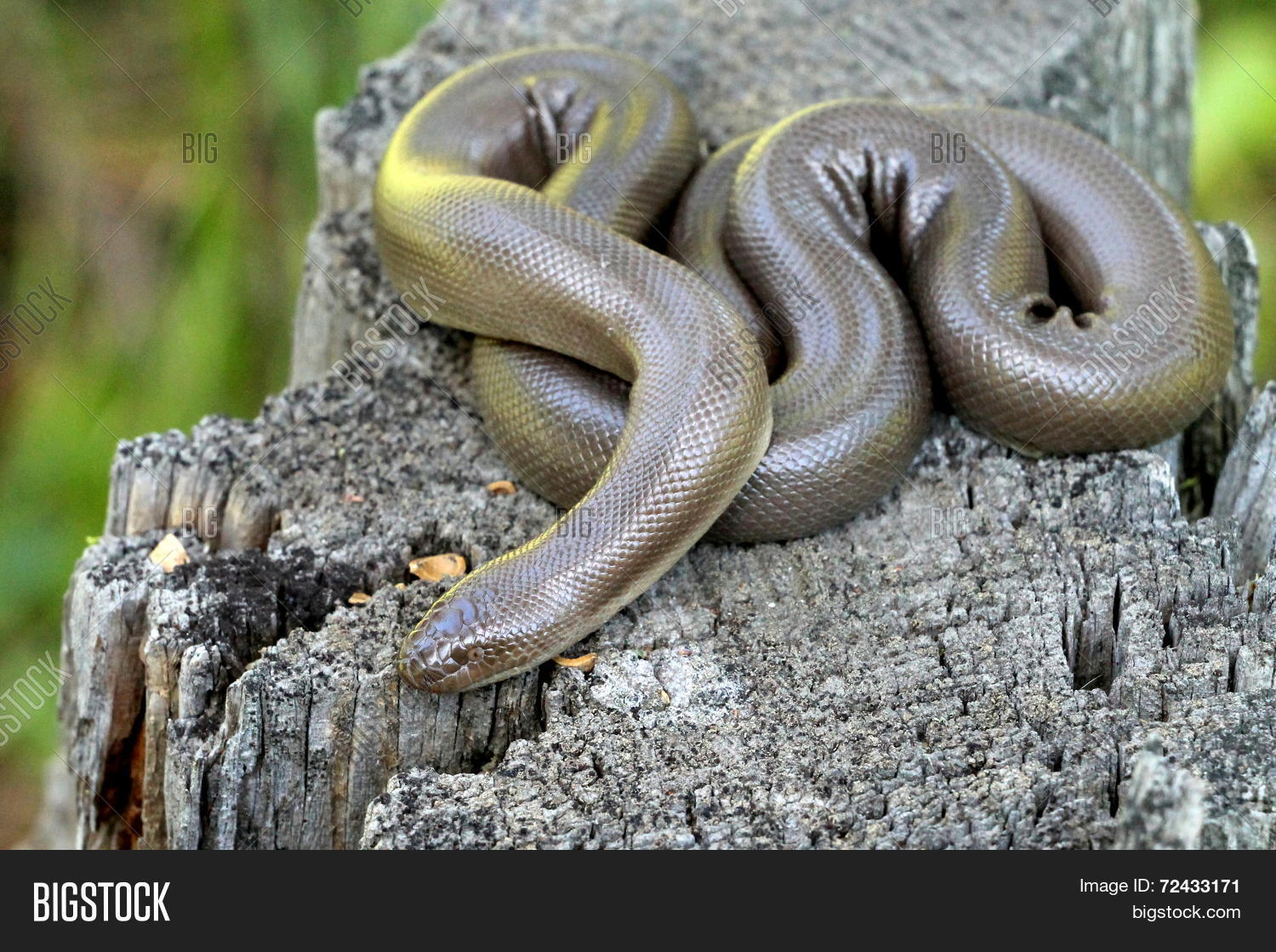Rubber Boa - Charina Image & Photo (Free Trial) | Bigstock