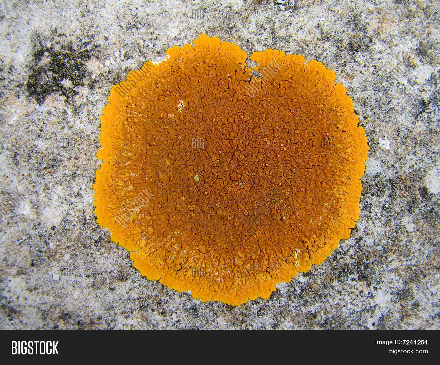 Caloplaca Marina Image & Photo (Free Trial) | Bigstock