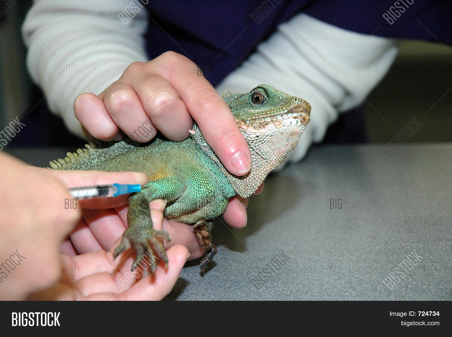 Water Dragon Injection Image & Photo (Free Trial) | Bigstock