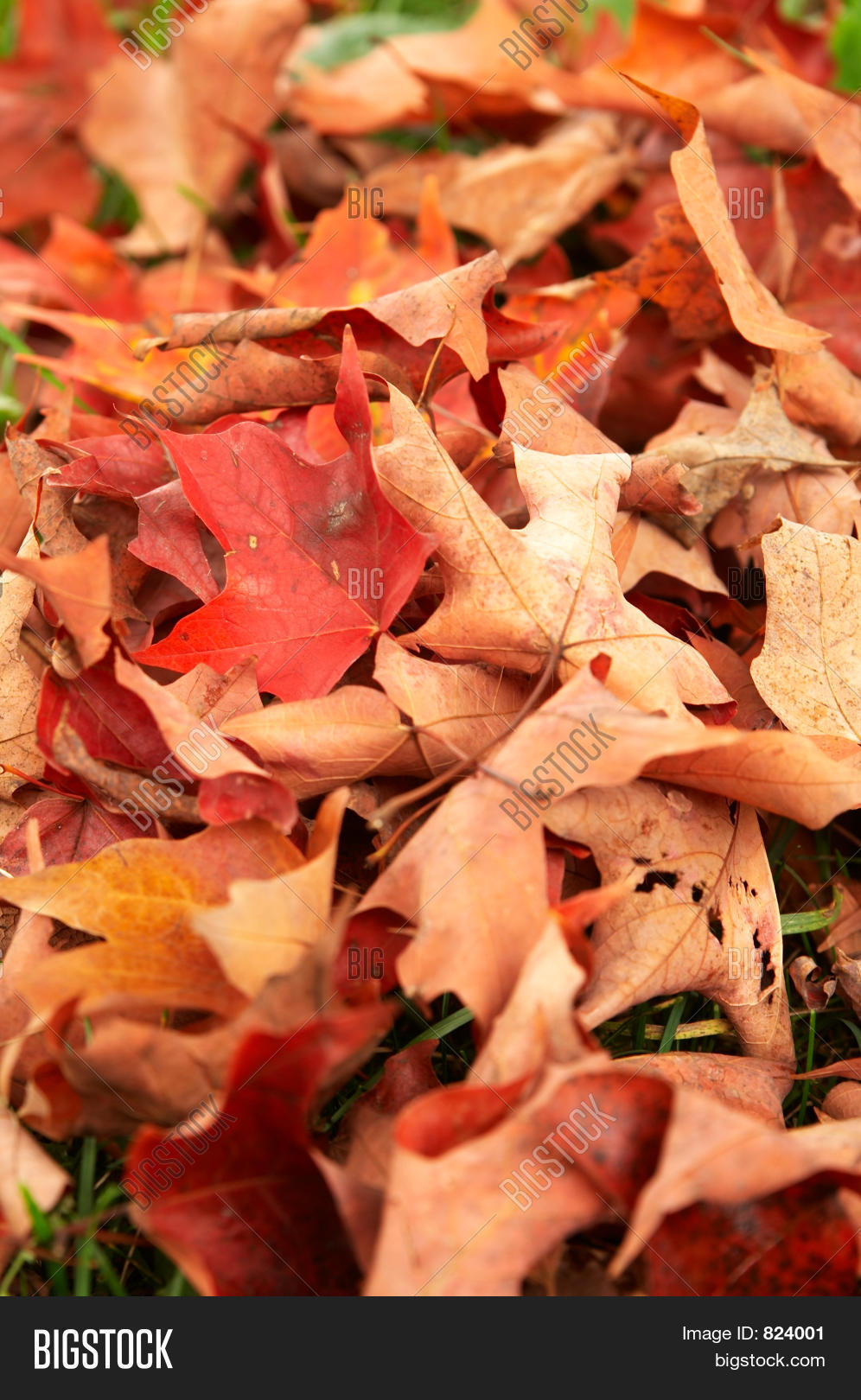 Autumn Maple Image & Photo (Free Trial) | Bigstock