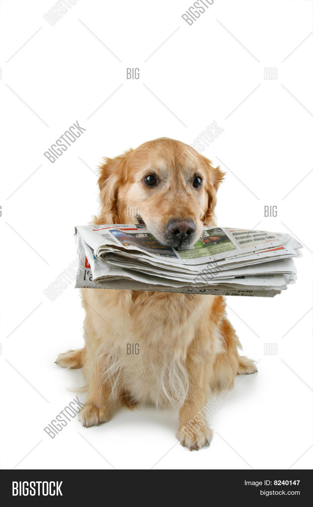 Dog Holding Newspaper Image & Photo (Free Trial) | Bigstock