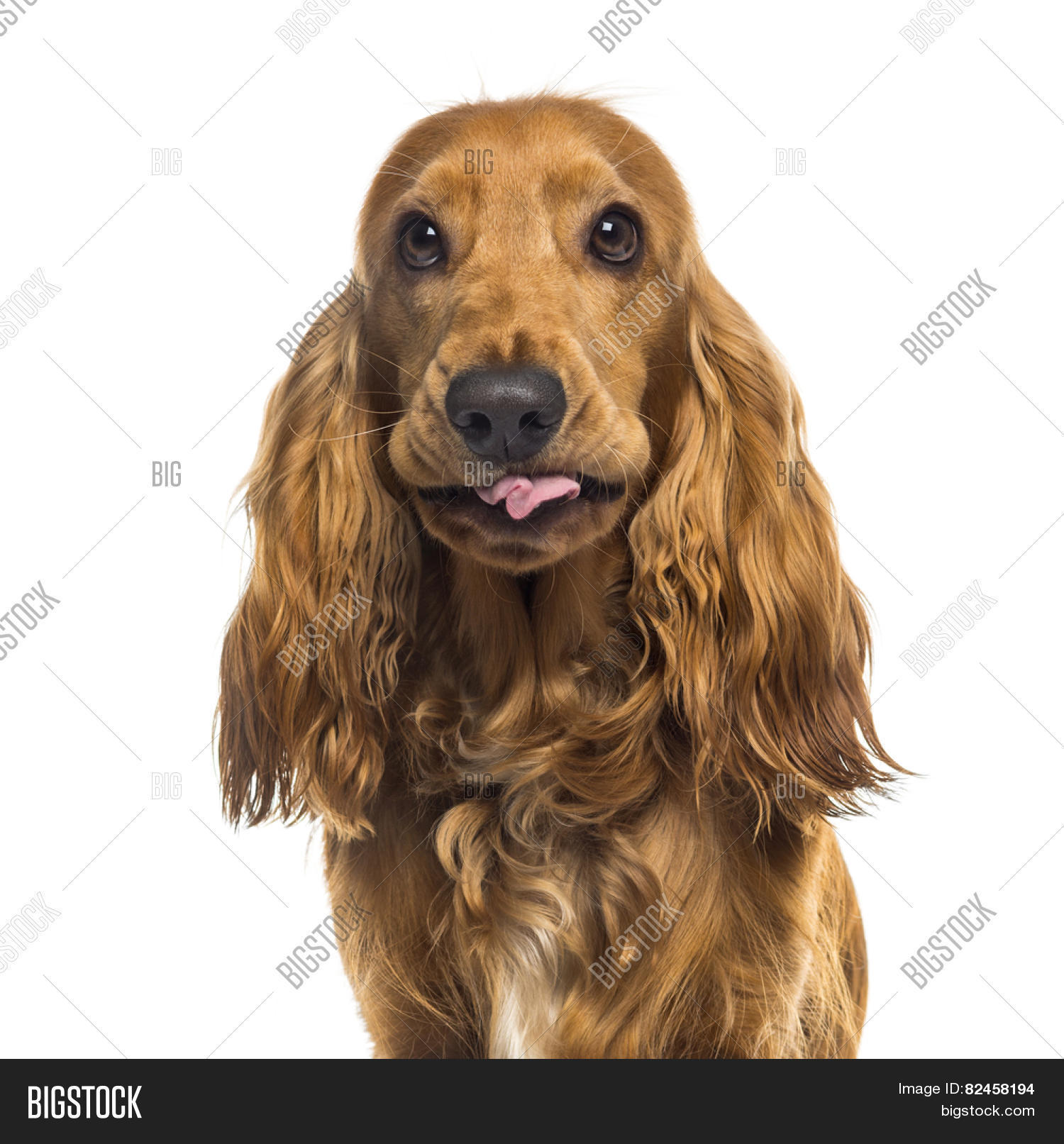 Close- English Cocker Image & Photo (Free Trial) | Bigstock
