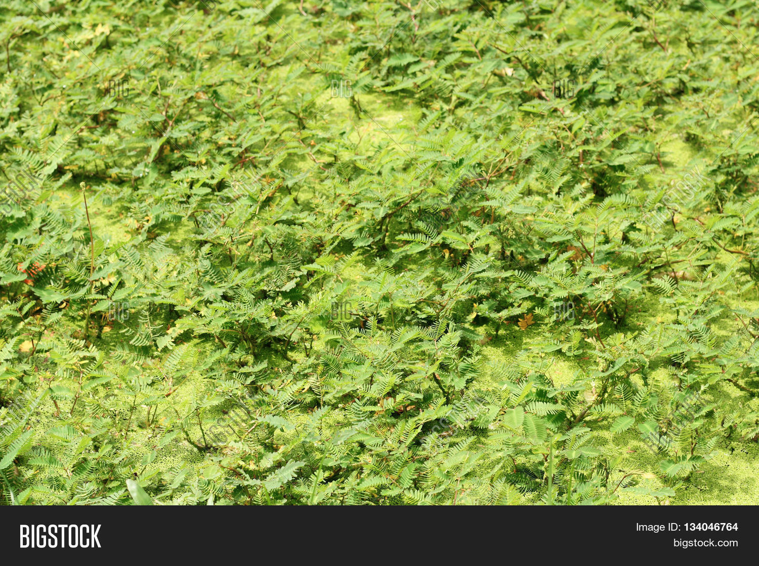 Water Mimosa Water Image & Photo (Free Trial) | Bigstock