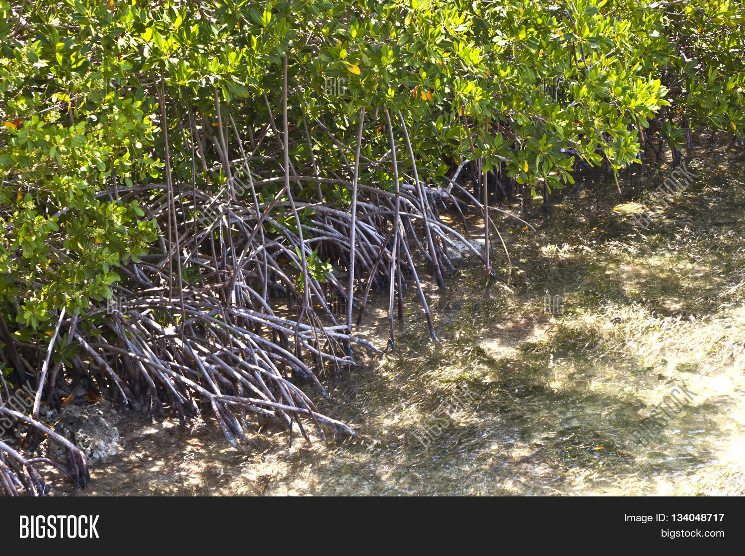 Mangroves Keys Grew Image & Photo (Free Trial) | Bigstock