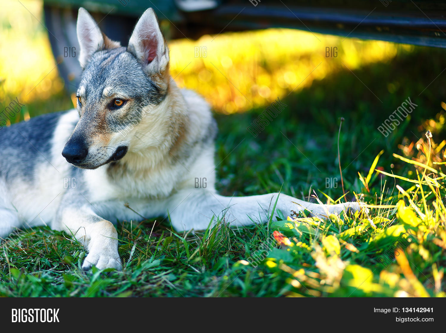 Domesticated Wolf Dog Image & Photo (Free Trial) | Bigstock