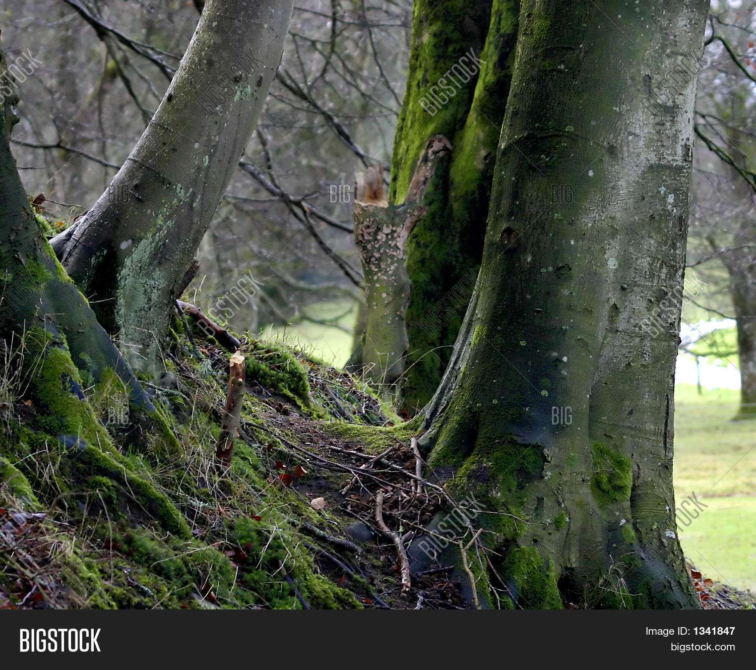 Trees Close Image & Photo (Free Trial) | Bigstock