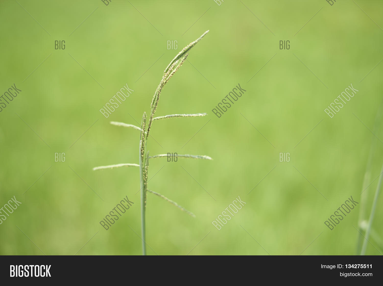 Very Simple Image & Photo (Free Trial) | Bigstock