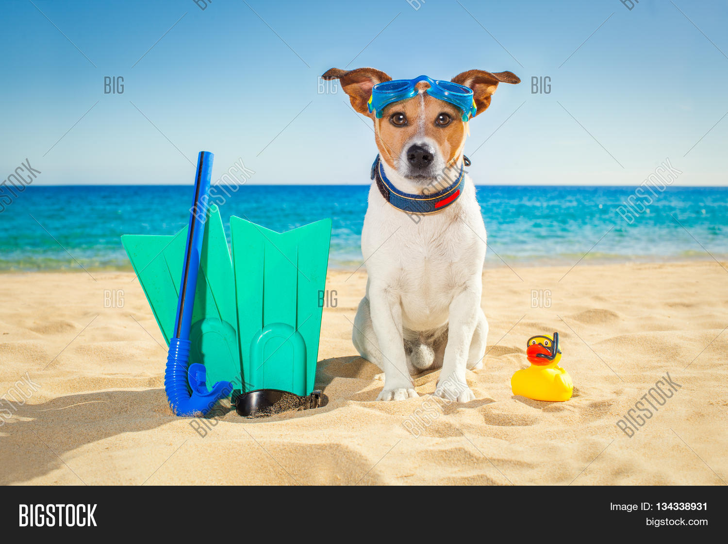 Scuba Diving Dog Image & Photo (Free Trial) | Bigstock