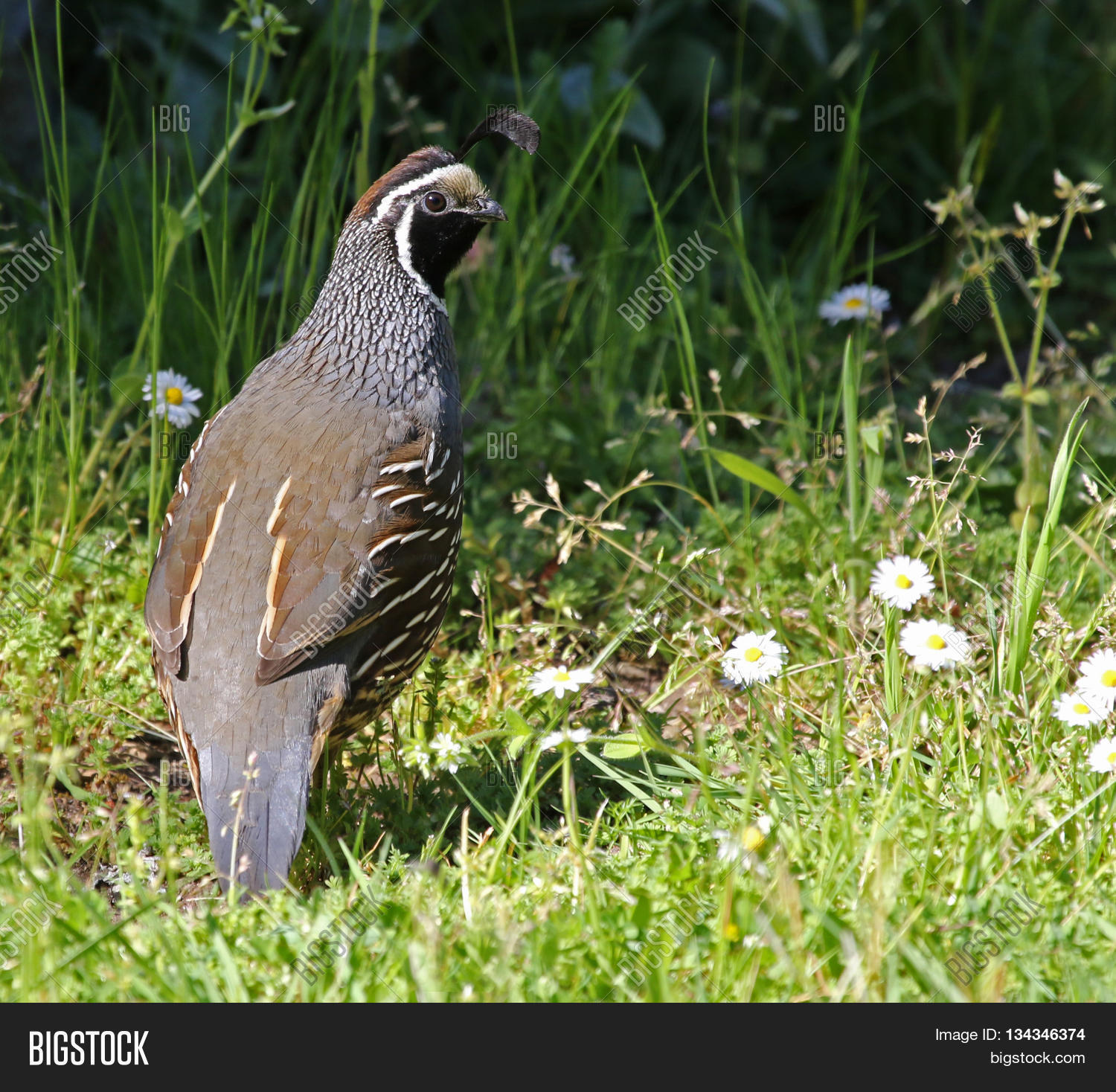 Male California Quail Image & Photo (Free Trial) | Bigstock