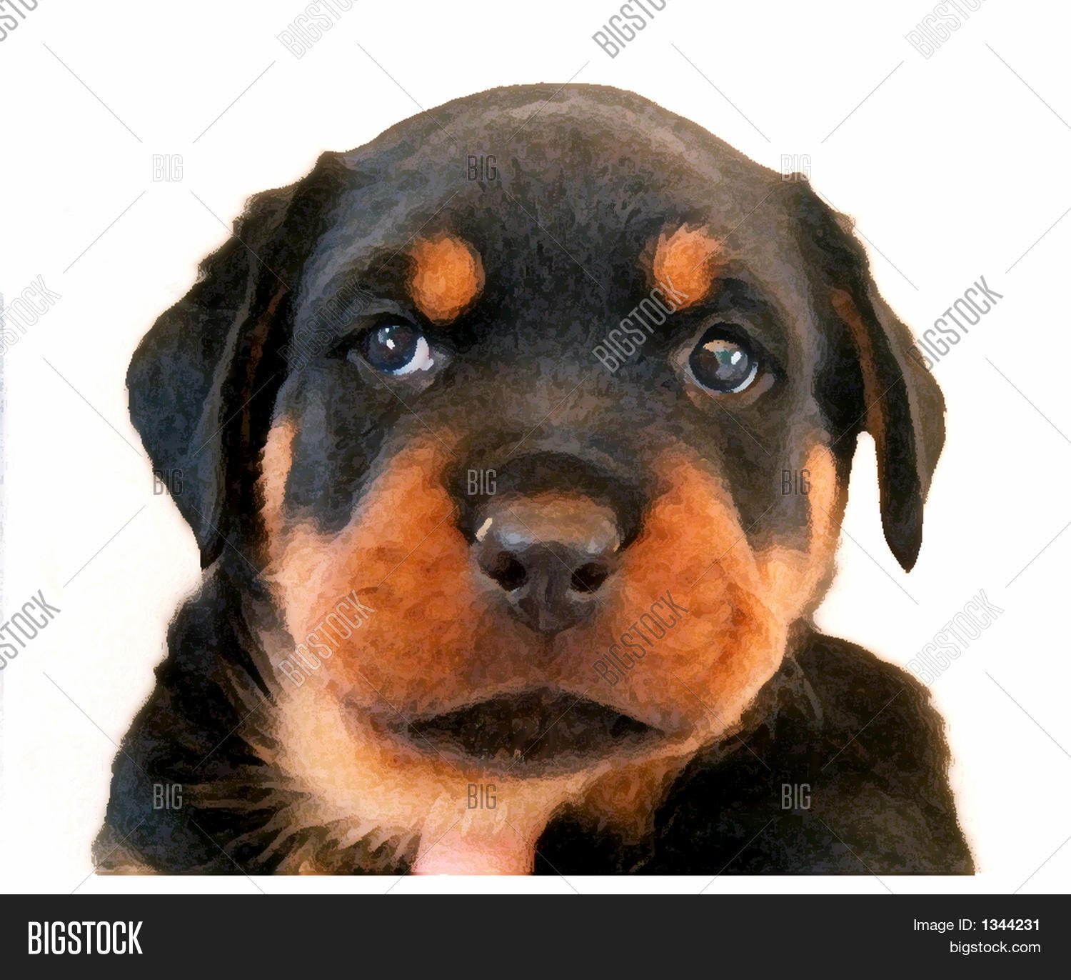 Baby Rottweiler Image & Photo (Free Trial) | Bigstock