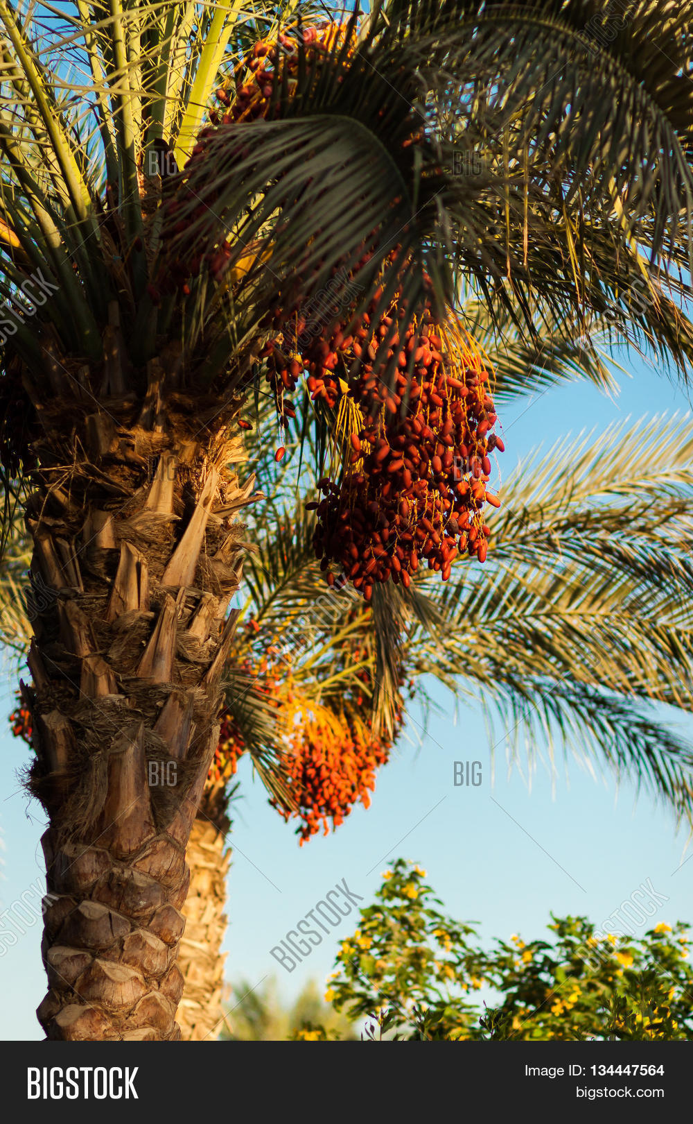 Date Palm Tree Red Image & Photo (Free Trial) | Bigstock
