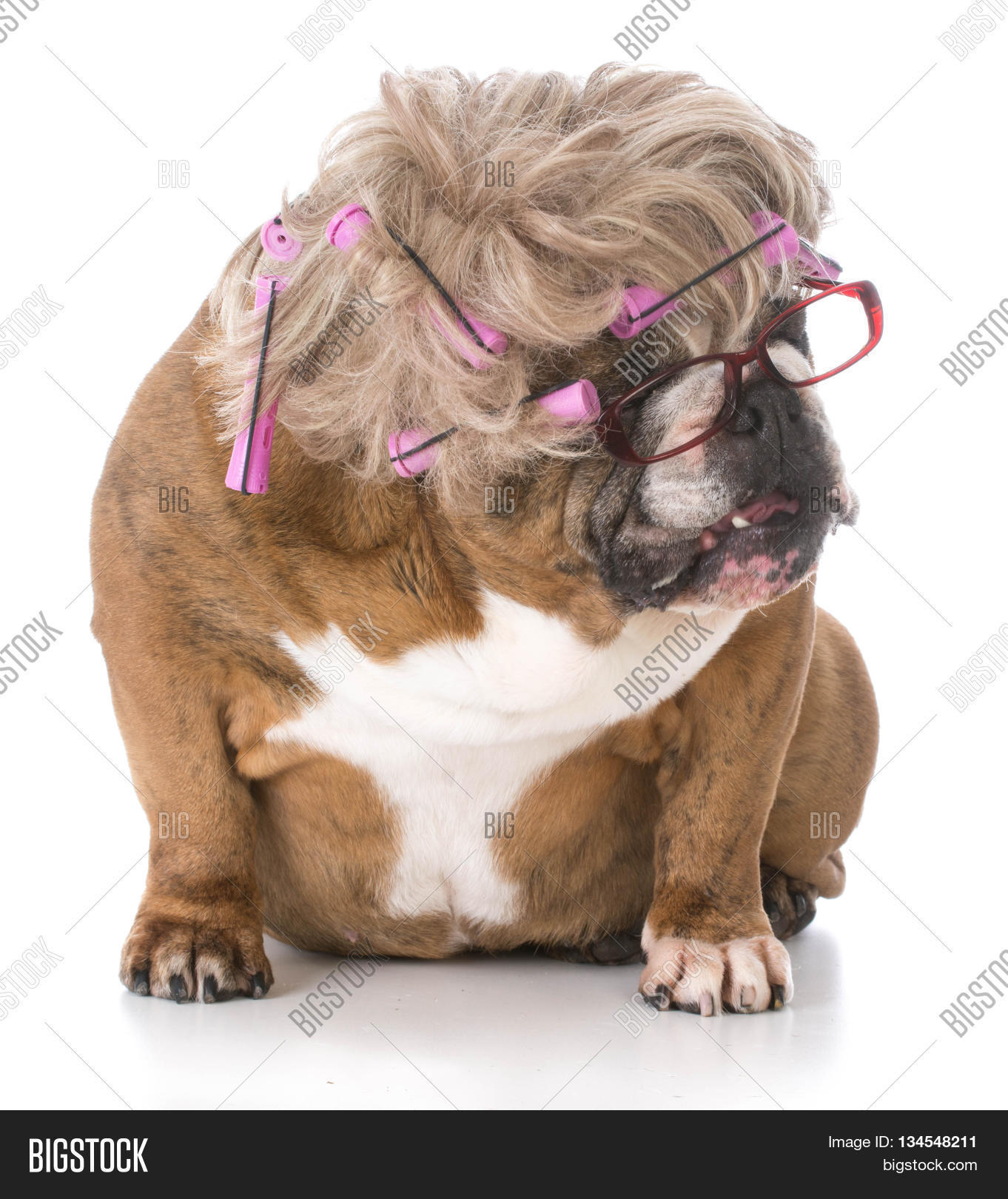Female English Bulldog Image & Photo (Free Trial) | Bigstock