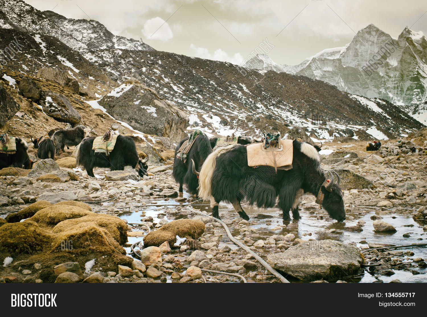 Yak On Trail Near Image & Photo (Free Trial) | Bigstock