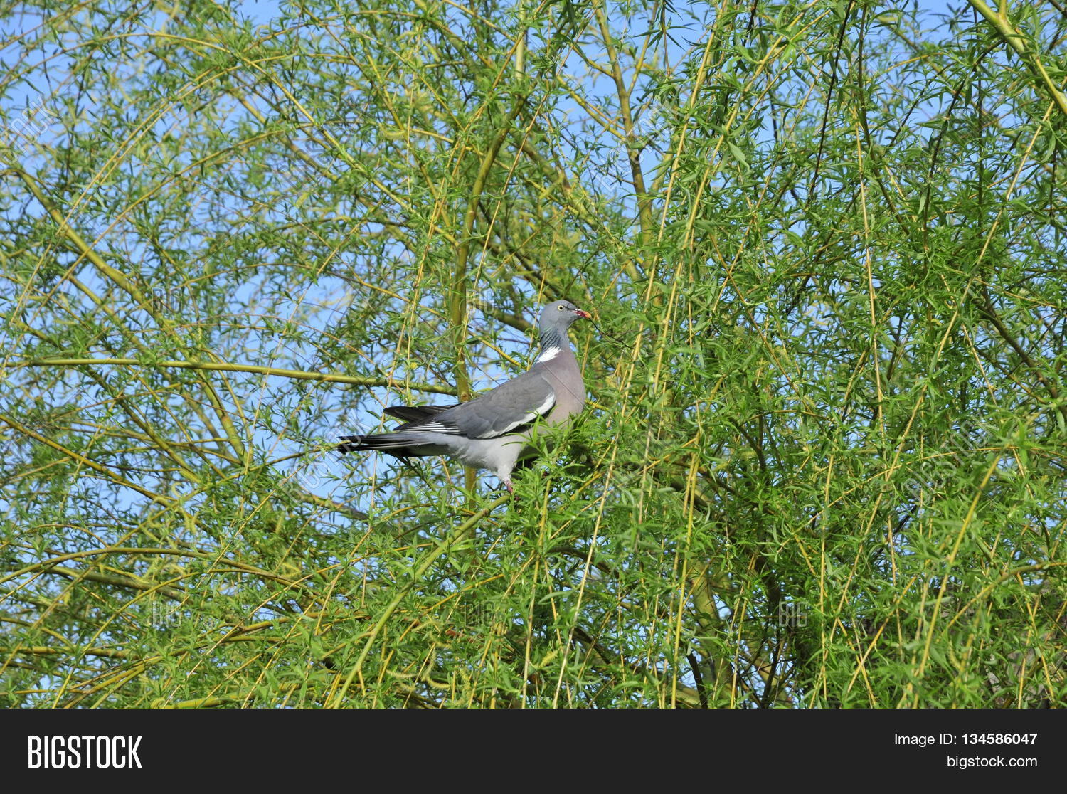Common Wood Pigeon. Image & Photo (Free Trial) | Bigstock