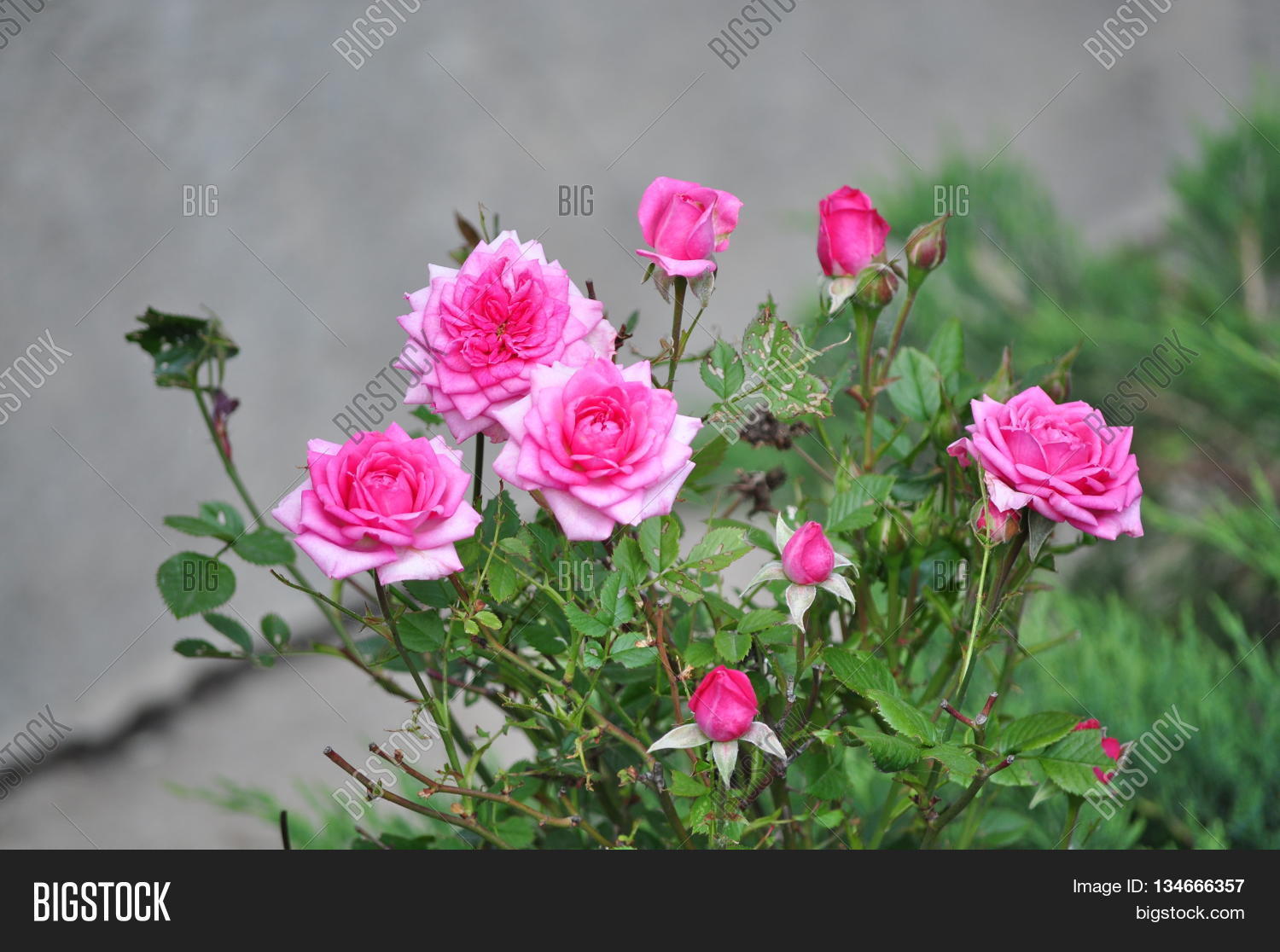 Beautiful Pink Rosebud Image & Photo (Free Trial) | Bigstock