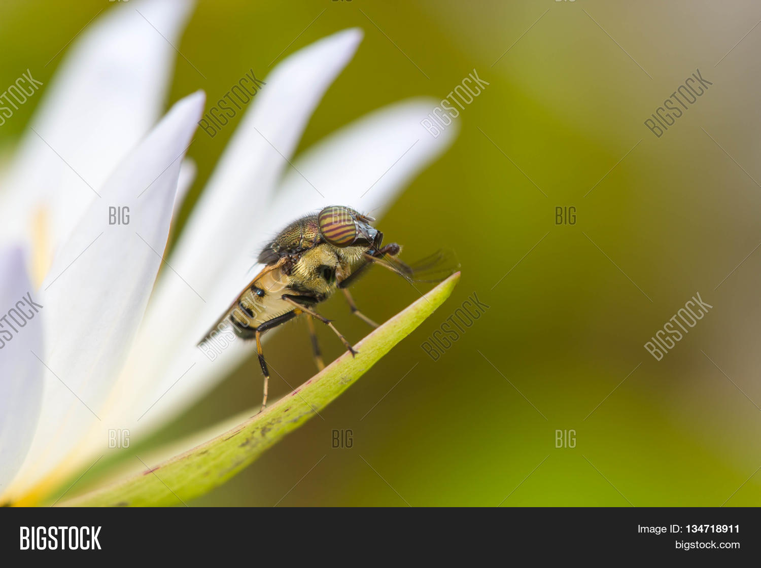 Tiny Flies On Lotus Image & Photo (Free Trial) | Bigstock
