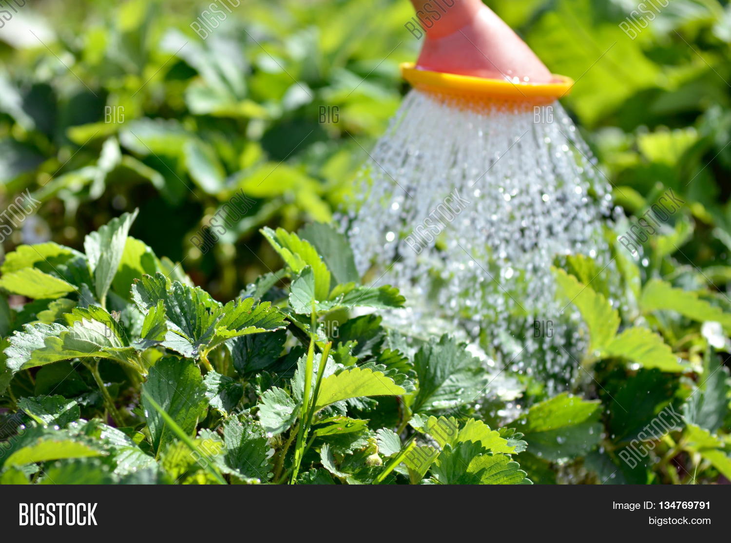 Watering Plants Image & Photo (Free Trial) | Bigstock