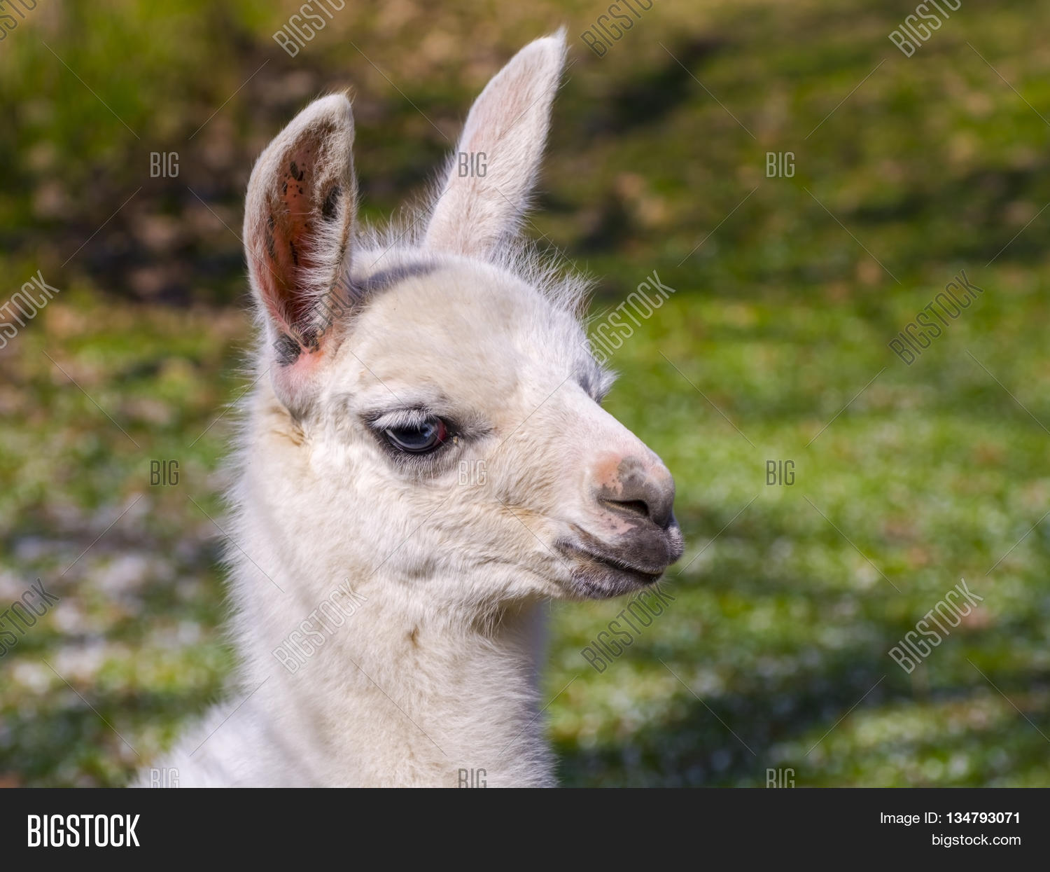 White Llama (Lama Image & Photo (Free Trial) | Bigstock