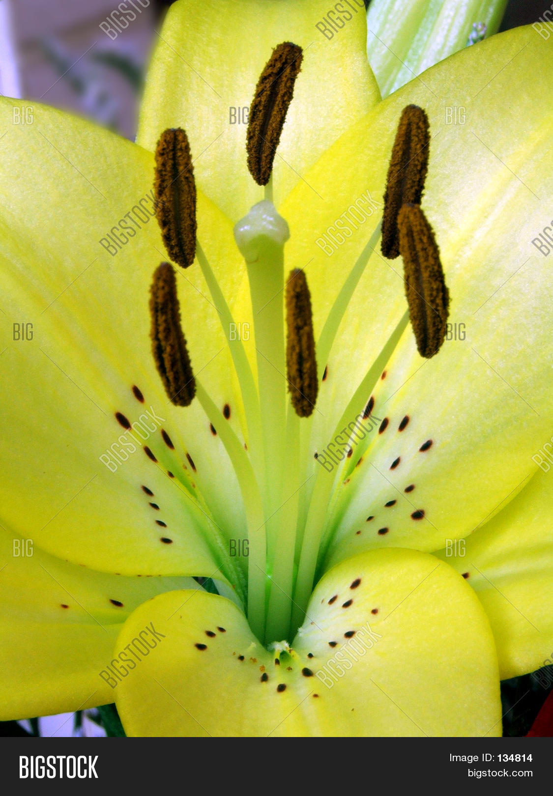 Yellow Lillium Image & Photo (Free Trial) | Bigstock