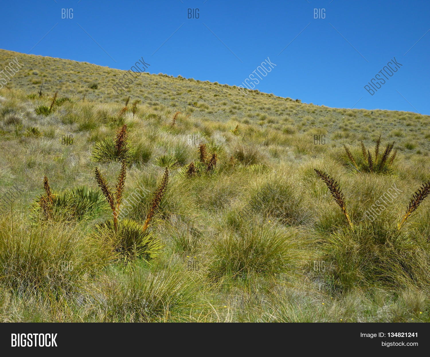 New Zealand Native Image & Photo (Free Trial) | Bigstock
