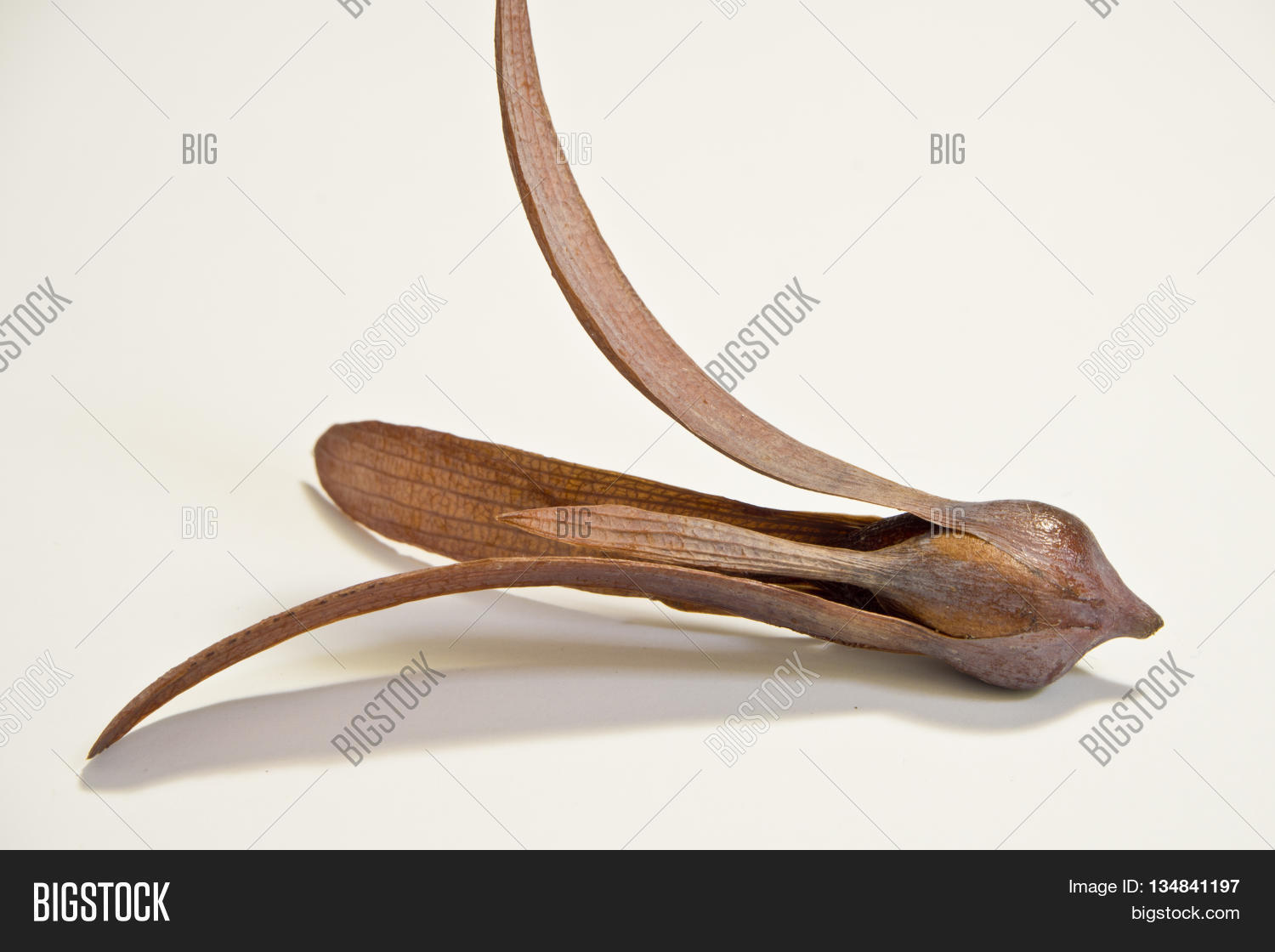 Wings Meranti Shorea Image & Photo (Free Trial) | Bigstock