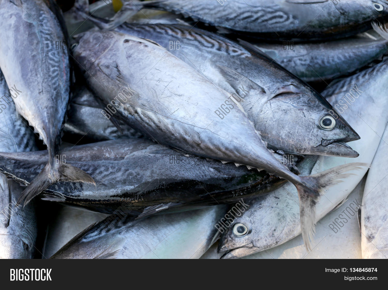 Longtail Tuna Northern Image & Photo (Free Trial) | Bigstock