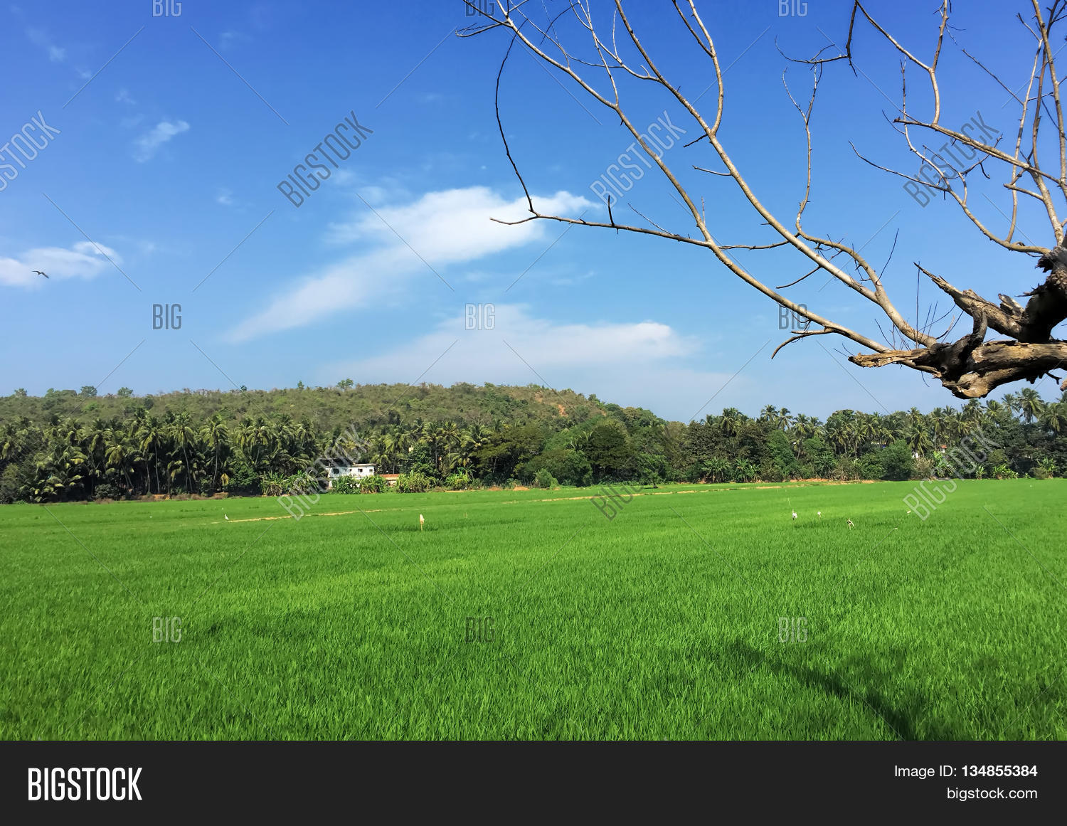 Green Field Landscape Image & Photo (Free Trial) | Bigstock