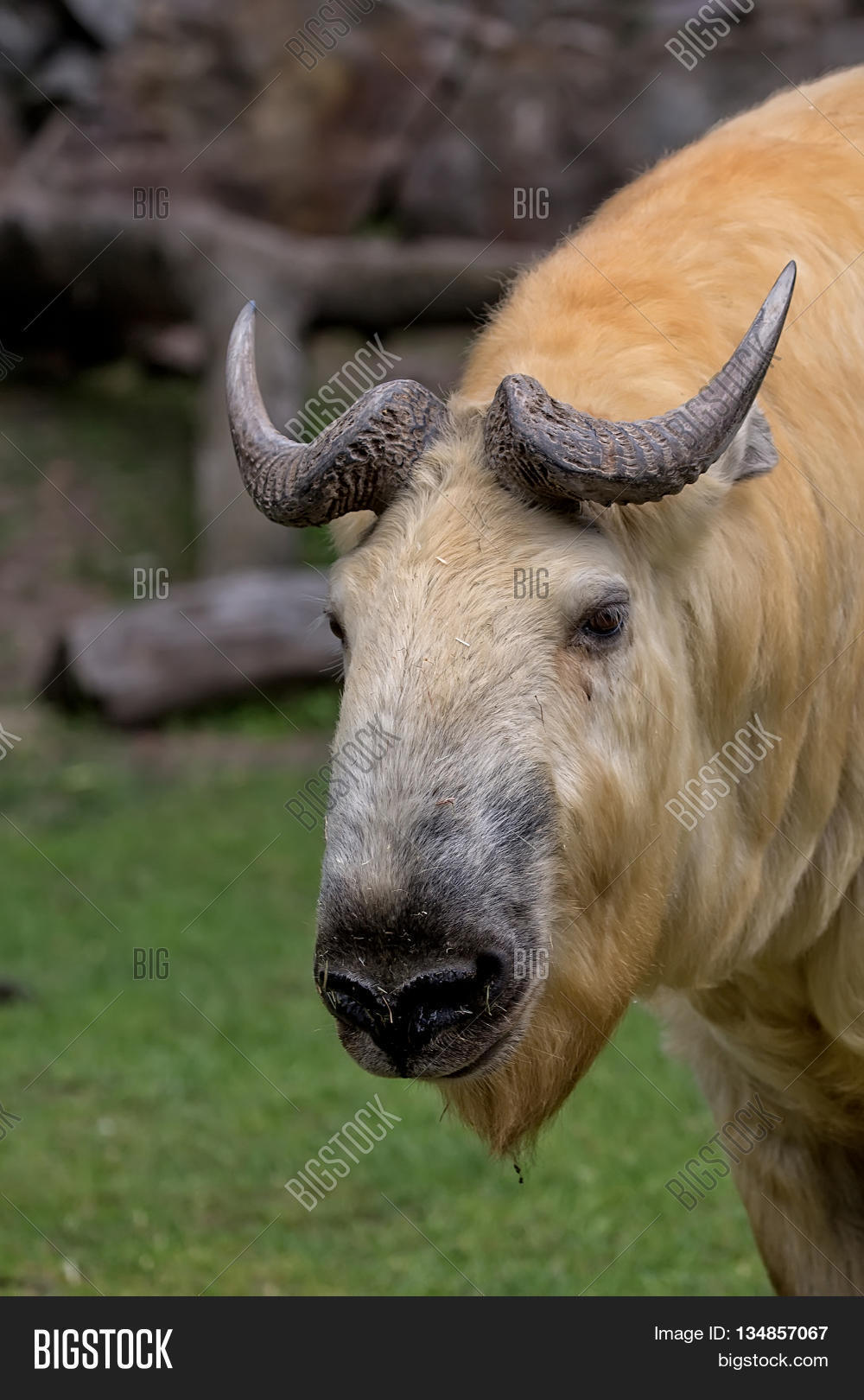 Takin Wild, Budorcas Image & Photo (Free Trial) | Bigstock