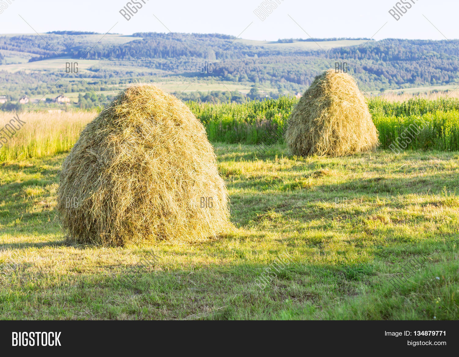 Pile Hay On Field Image & Photo (Free Trial) | Bigstock
