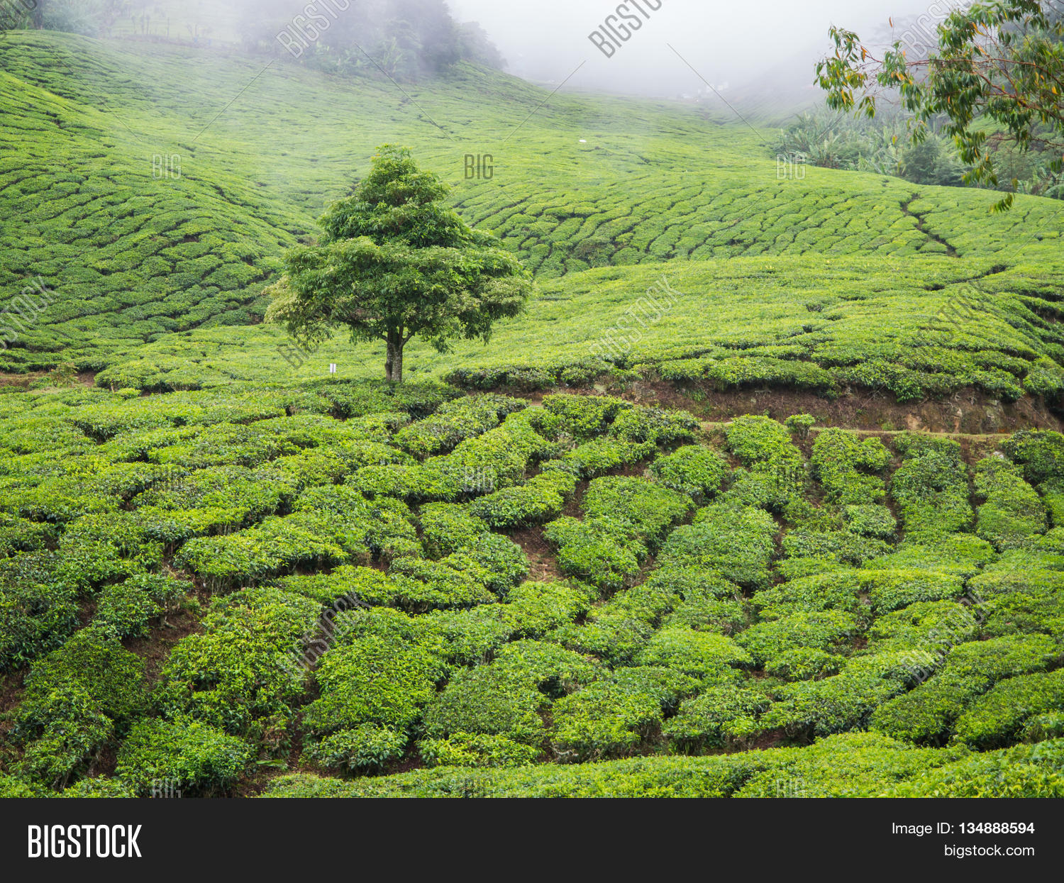 Boh Tea Plantation Image & Photo (Free Trial) | Bigstock