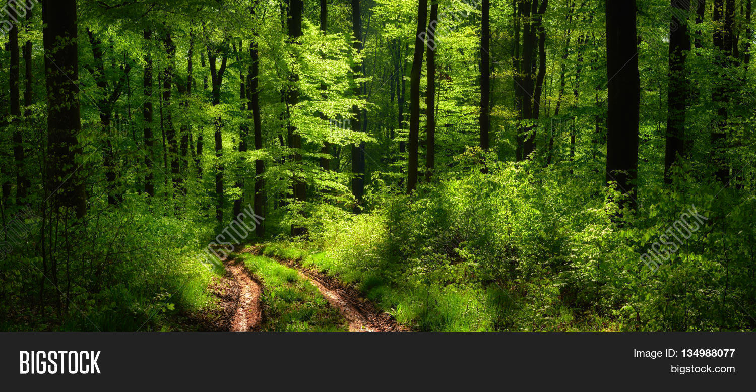 Dreamy Scenery Forest Image & Photo (Free Trial) | Bigstock