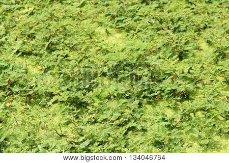 Water Mimosa Water Image & Photo (Free Trial) | Bigstock