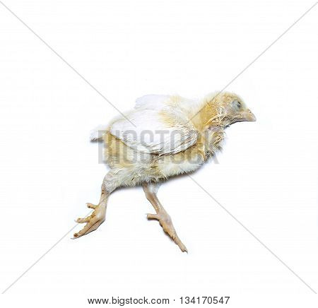 Body Dead Chicken Image & Photo (Free Trial) | Bigstock