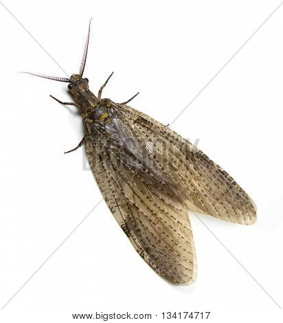 Summer Fishfly ( Image & Photo (Free Trial) | Bigstock