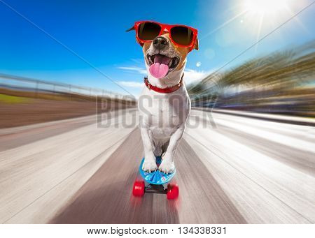 Skater Dog On Image & Photo (Free Trial) | Bigstock