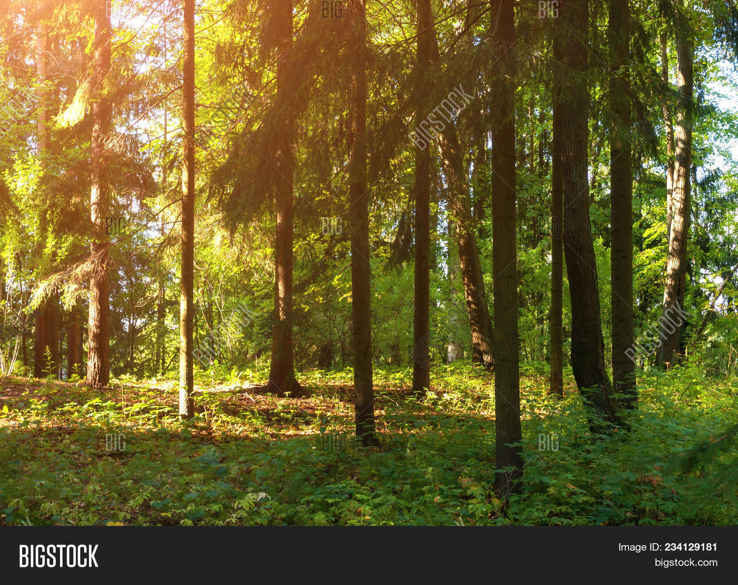 Forest Spring Image & Photo (Free Trial) | Bigstock