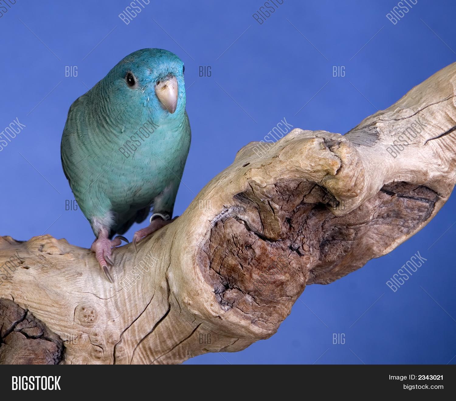 Green Lineolated Parakeet